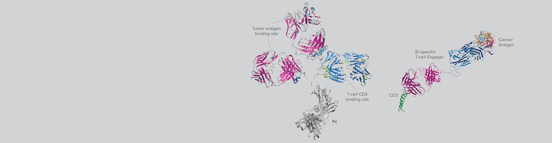 Customized Antibodies, CAR-T & Protein Services | ProMab
