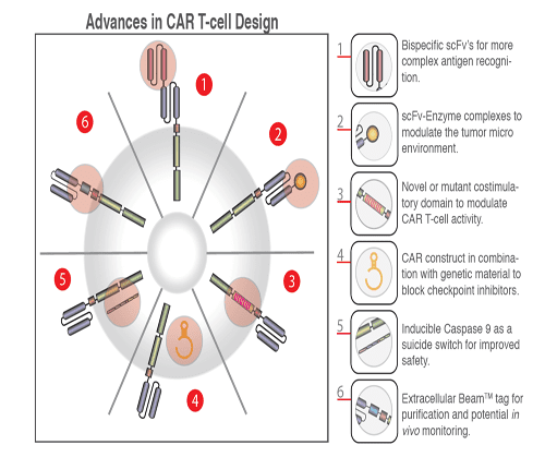 CAR T Cell Design & Development Service | ProMab