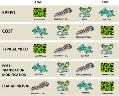 Protein Expression Services | ProMab