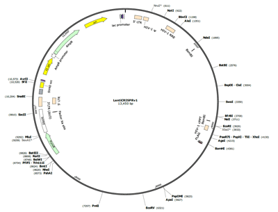 Engineered Cell Lines, Custom Cell Line Development | ProMab